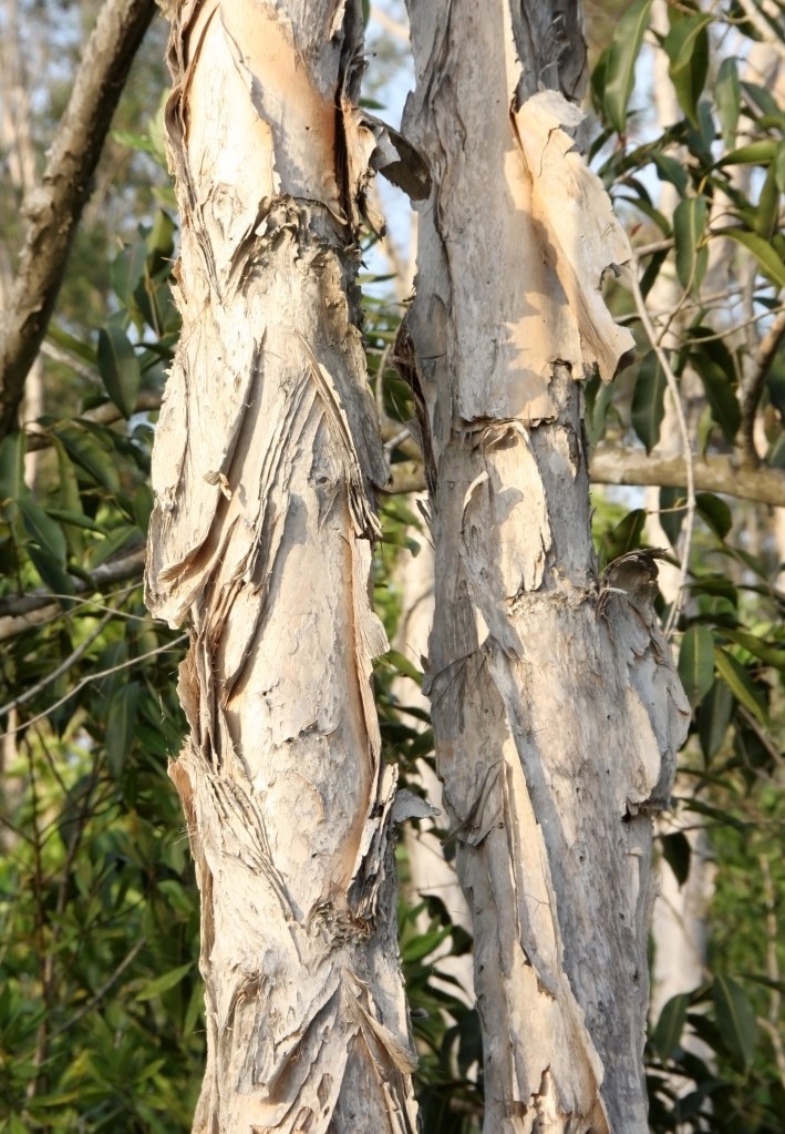 IPHA Health-Promoting Plants – Indigenous Plants for Health, Inc.