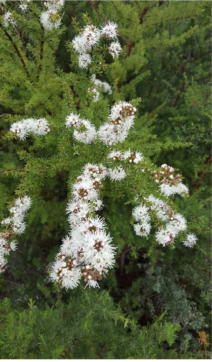 IPHA Health-Promoting Plants – Indigenous Plants for Health, Inc.