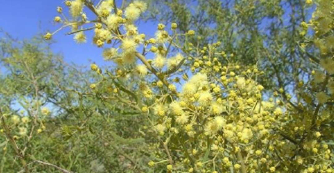 Acacia spp Part 1 – Information Sheet – Indigenous Plants for Health, Inc.