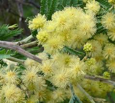Acacia spp Part 2 – Information Sheet – Indigenous Plants for Health, Inc.