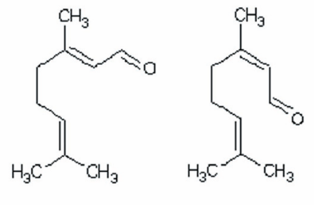 Backhousia citriodora – Information Sheet – Indigenous Plants for ...